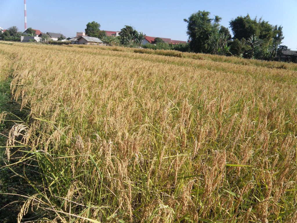 Rice field – Lao Farmer Association